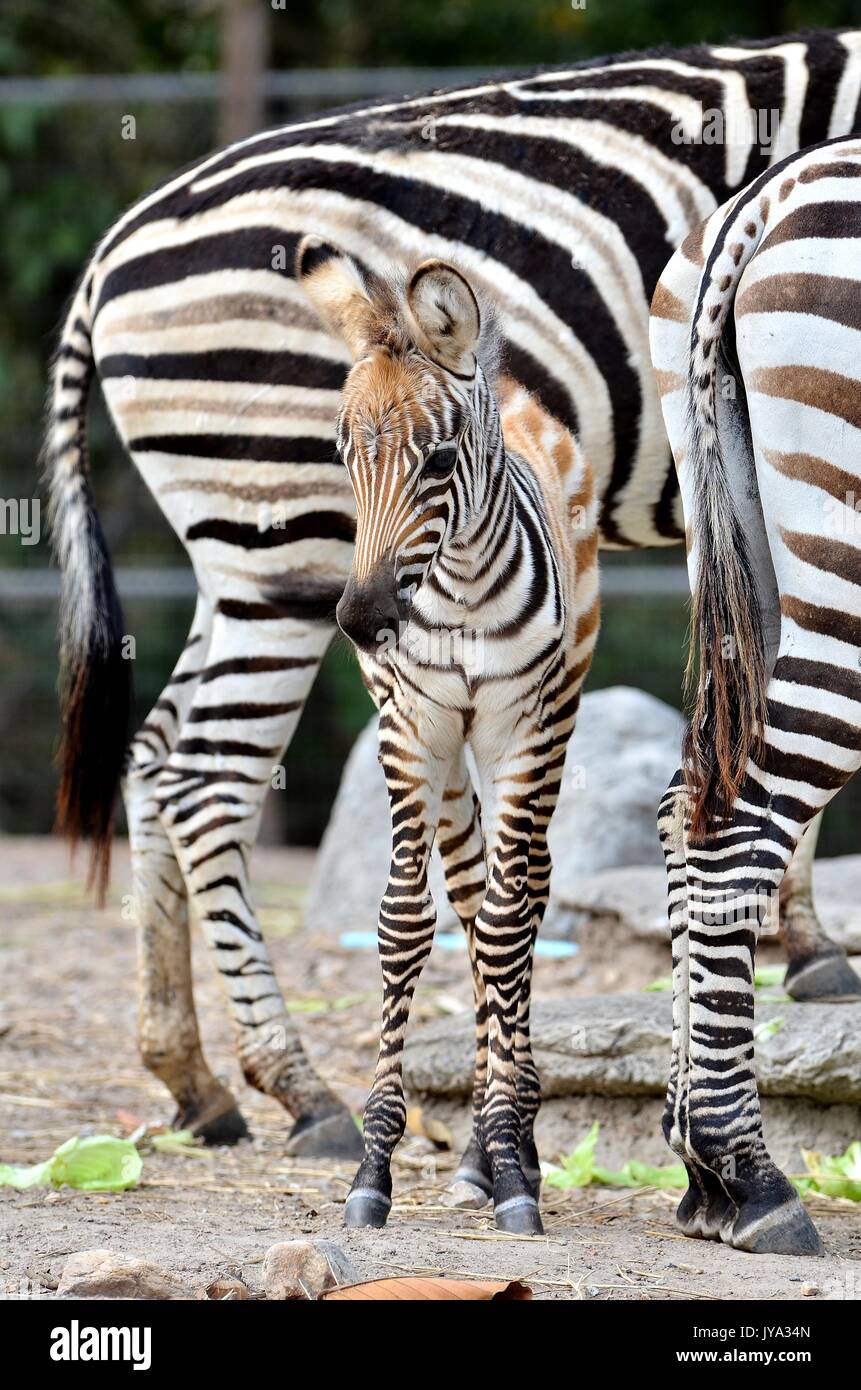 The unique stripes of zebras make these among the animals most familiar ...