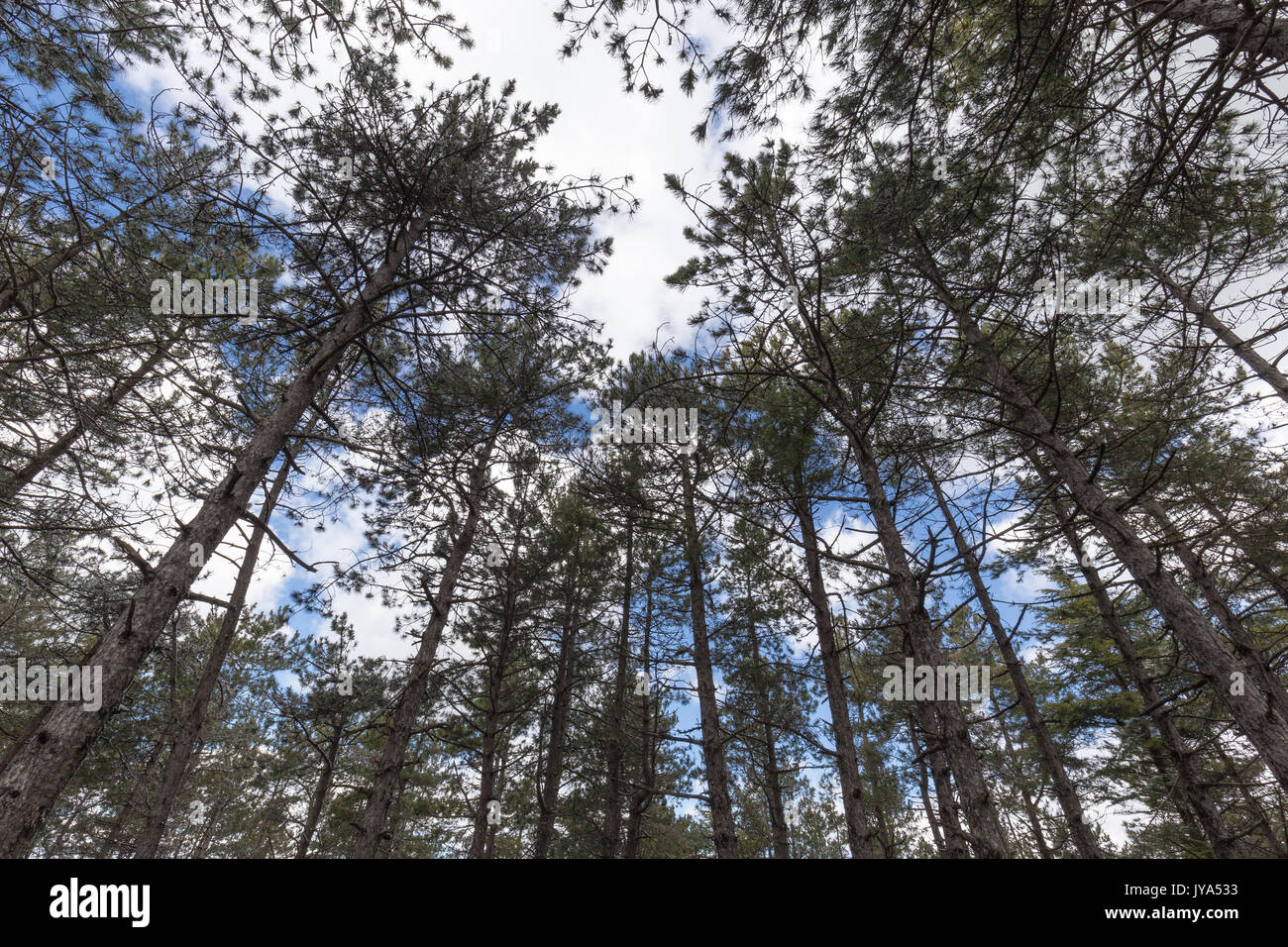 A view from below of some tall trees in a wood in spring against a blue ...