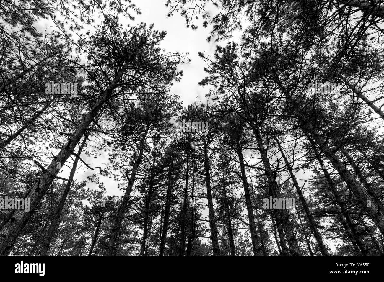 Forest fairy spring Black and White Stock Photos & Images - Alamy