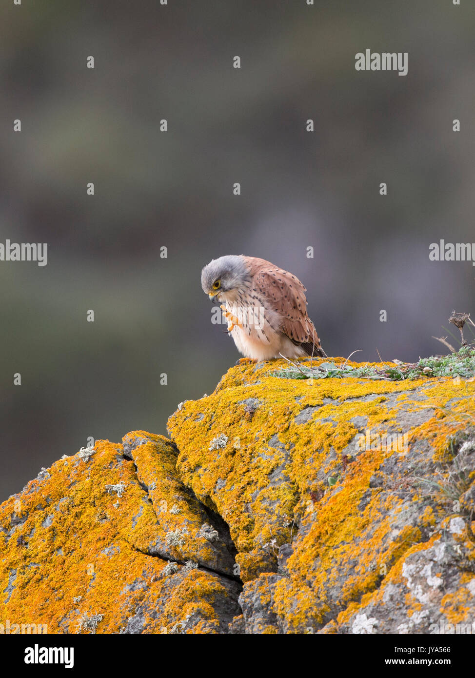 Common kestrel uk hi-res stock photography and images - Alamy