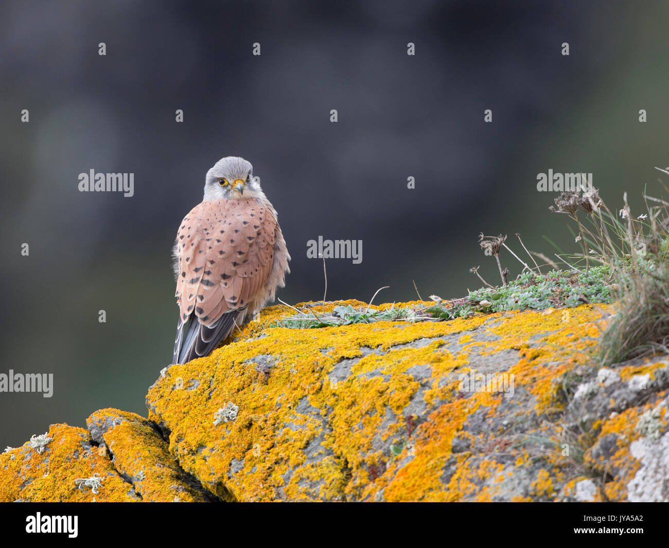 Common kestrel uk hi-res stock photography and images - Alamy