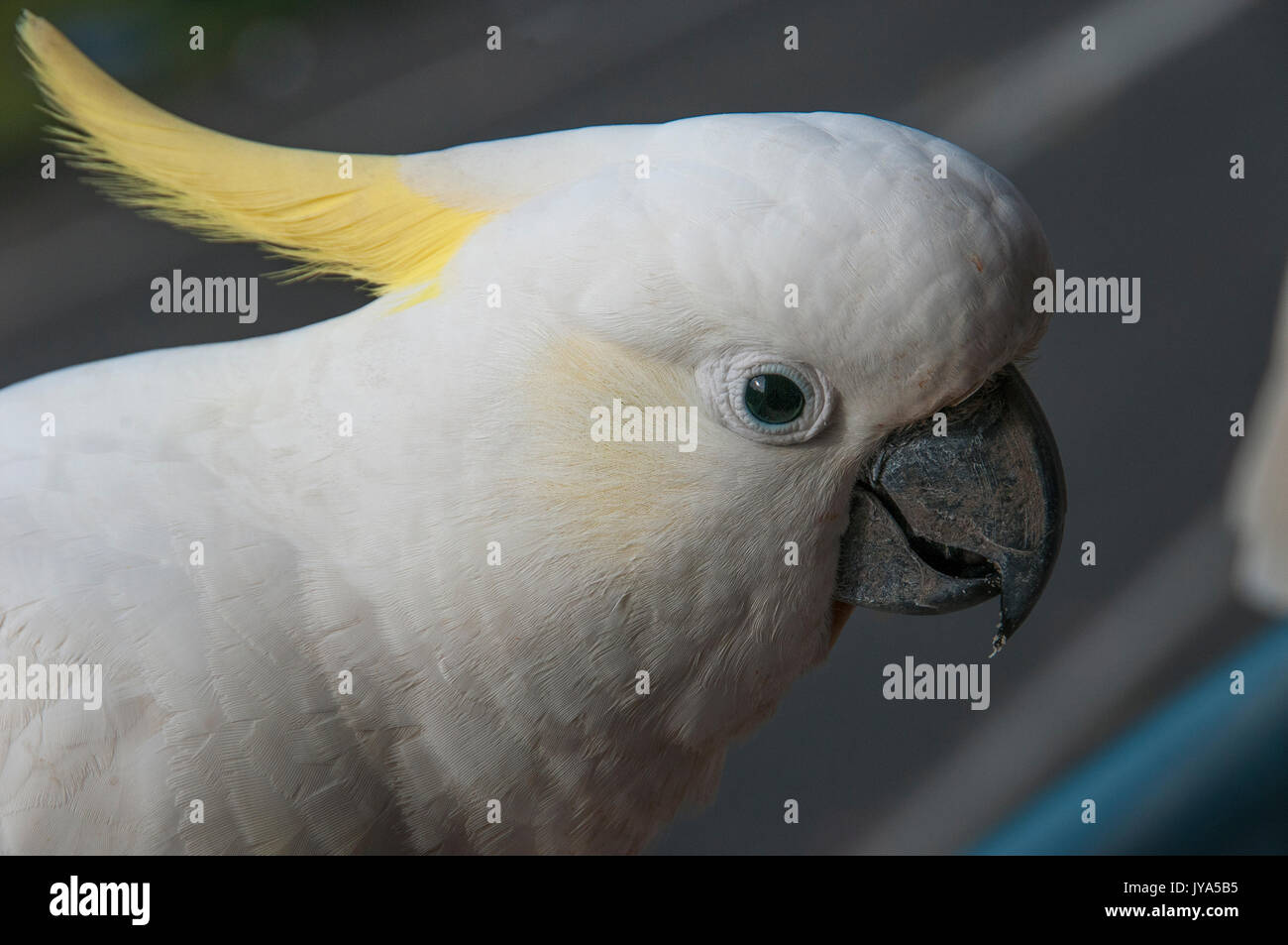 Australian Sulphur-crested Cockatoo (Cacatua galerita), close-up head ...