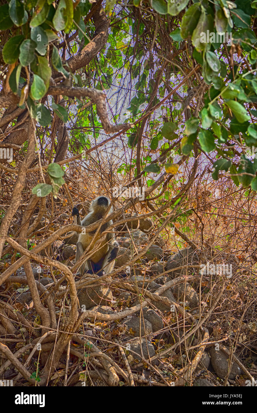 Flying soldiers of monkey God Hanuman 1. Bunch of monkeys (entellus ...