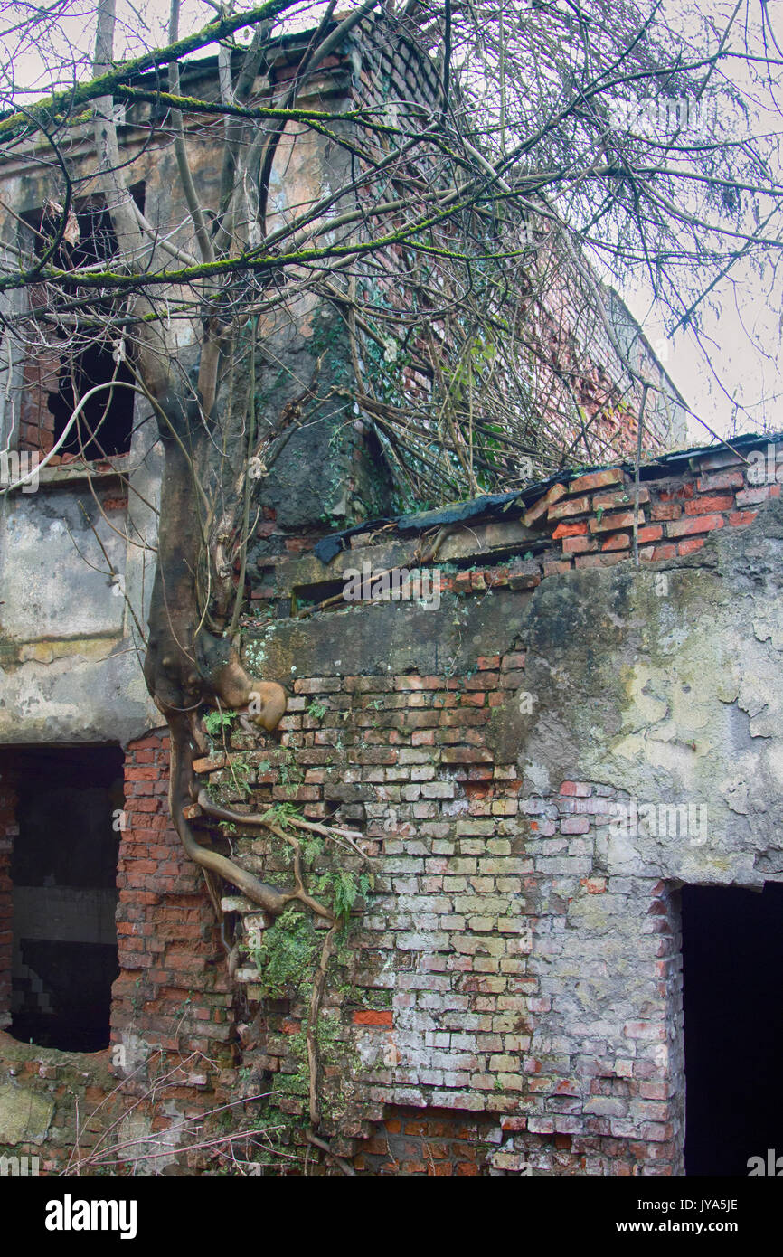 Perseverance and power of life concept. Powerful tropical plants. Tree ...