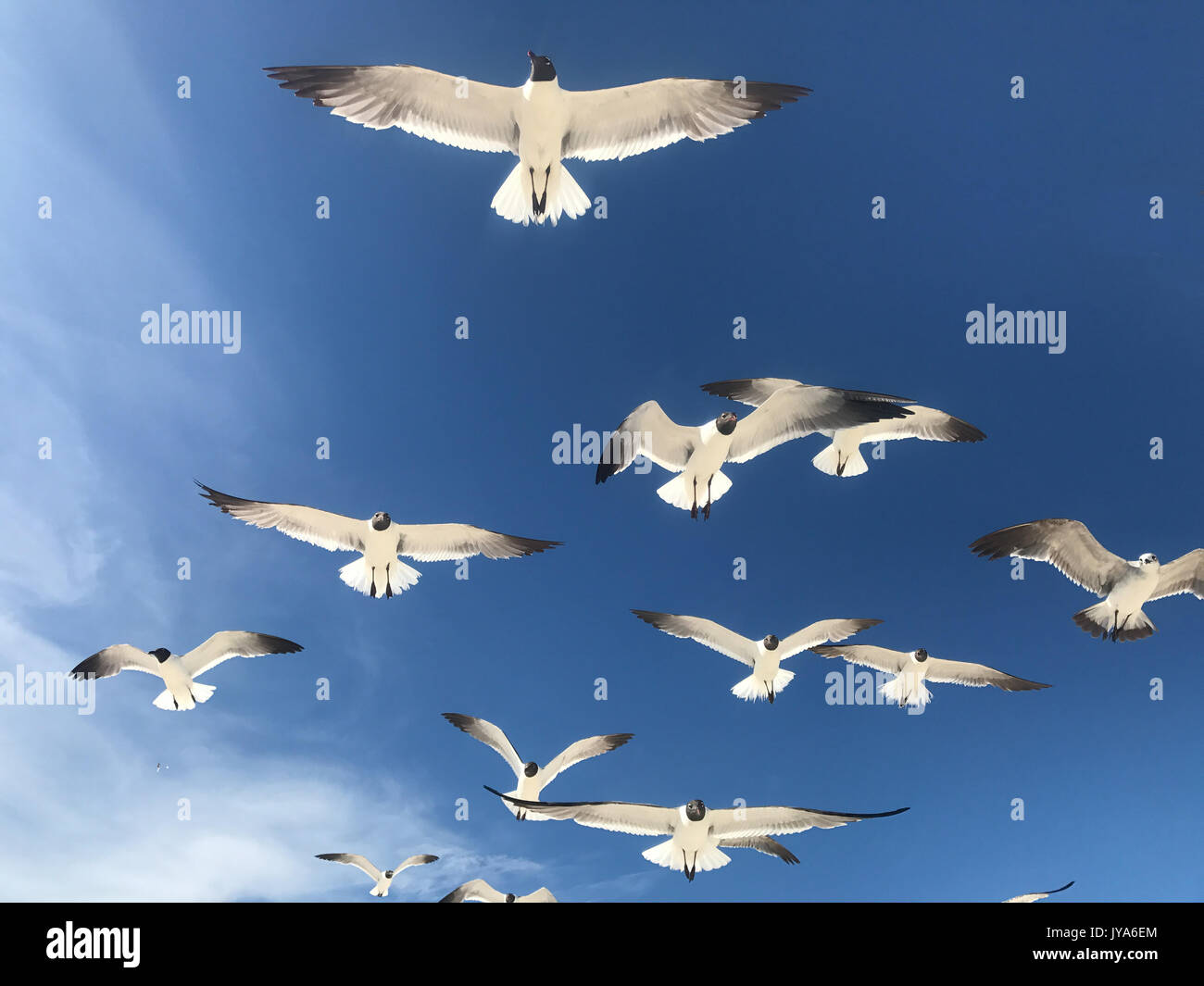 Flock of Seagulls flying overhead Stock Photo - Alamy