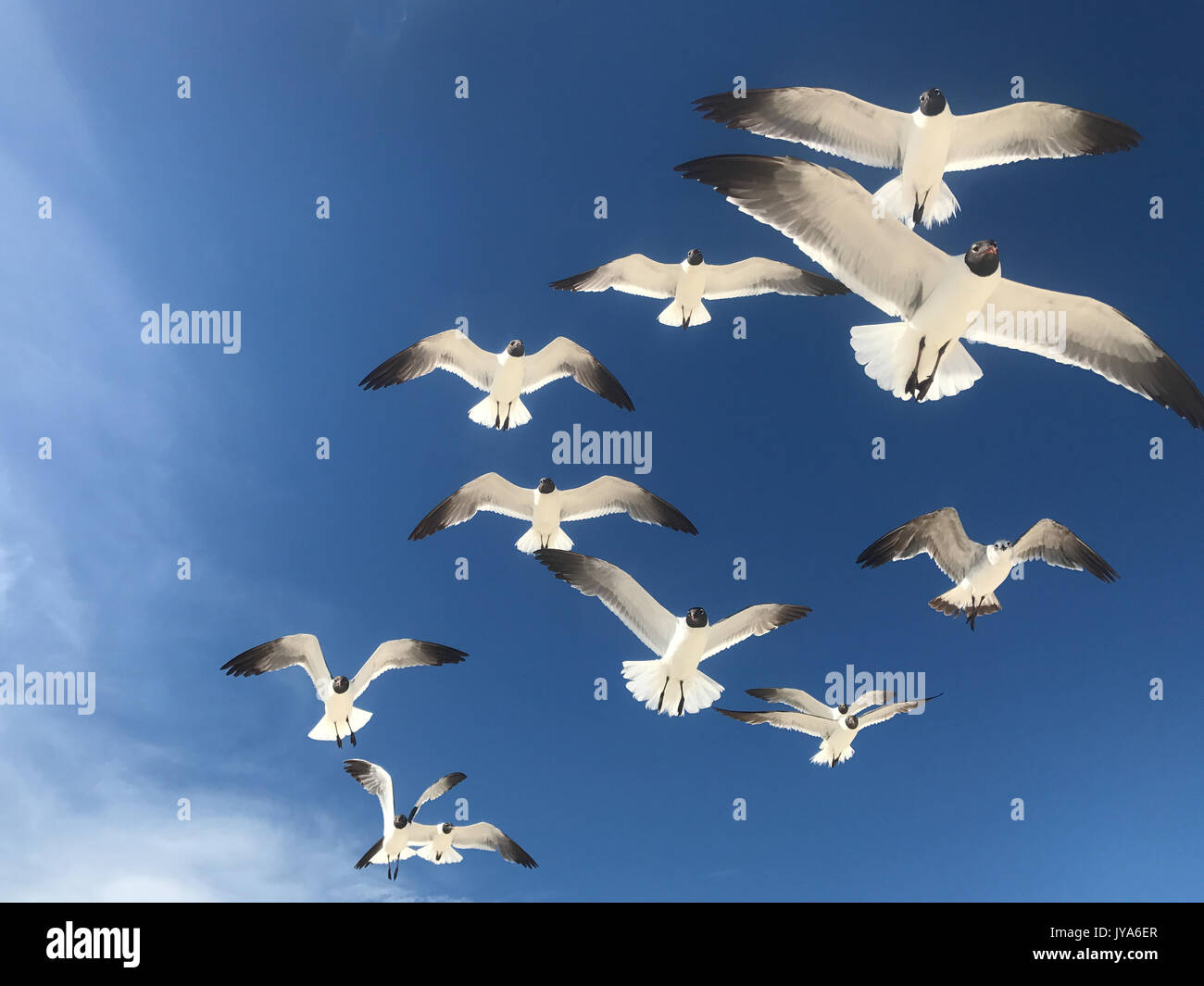 Flock of Seagulls flying overhead Stock Photo - Alamy