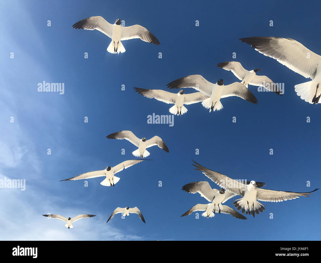Feathers seagulls hi-res stock photography and images - Alamy