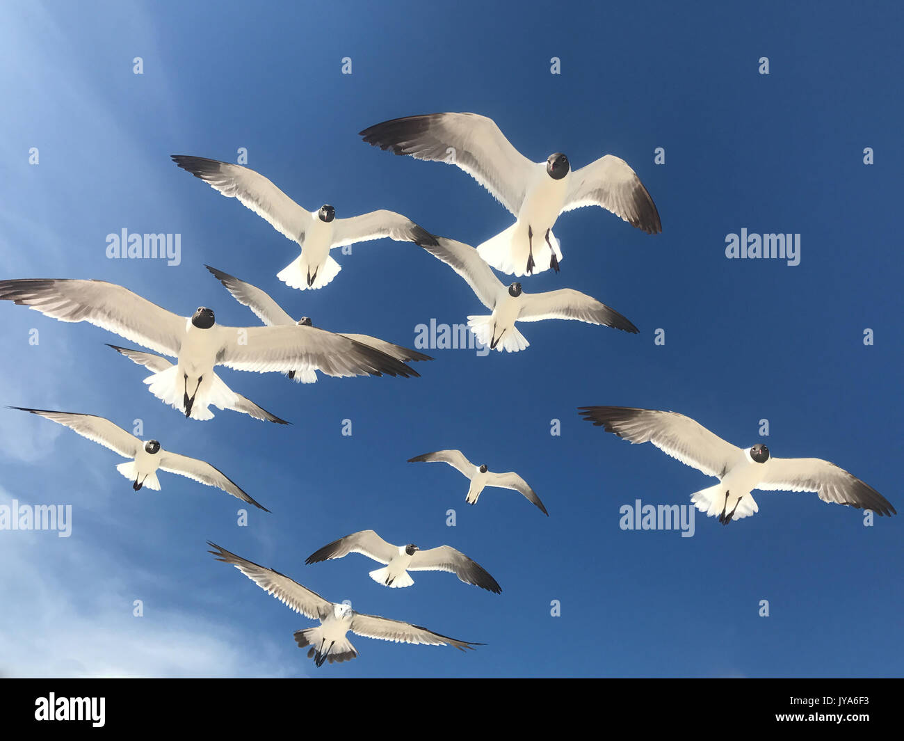 Flock of Seagulls flying overhead Stock Photo - Alamy