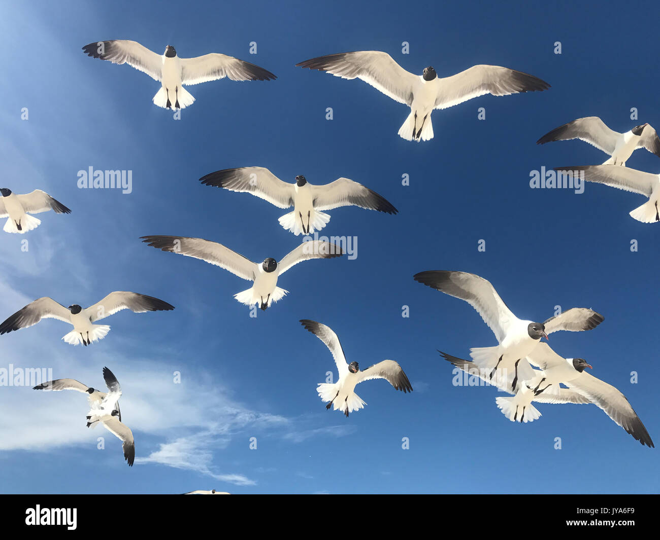 Seagulls fly overhead hi-res stock photography and images - Alamy