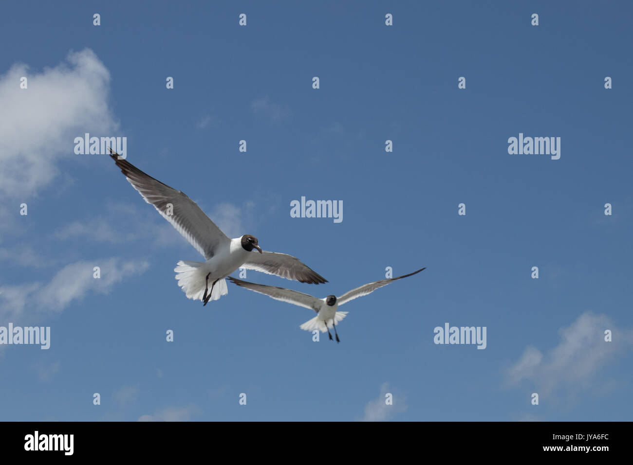 Flock of Seagulls flying overhead Stock Photo - Alamy