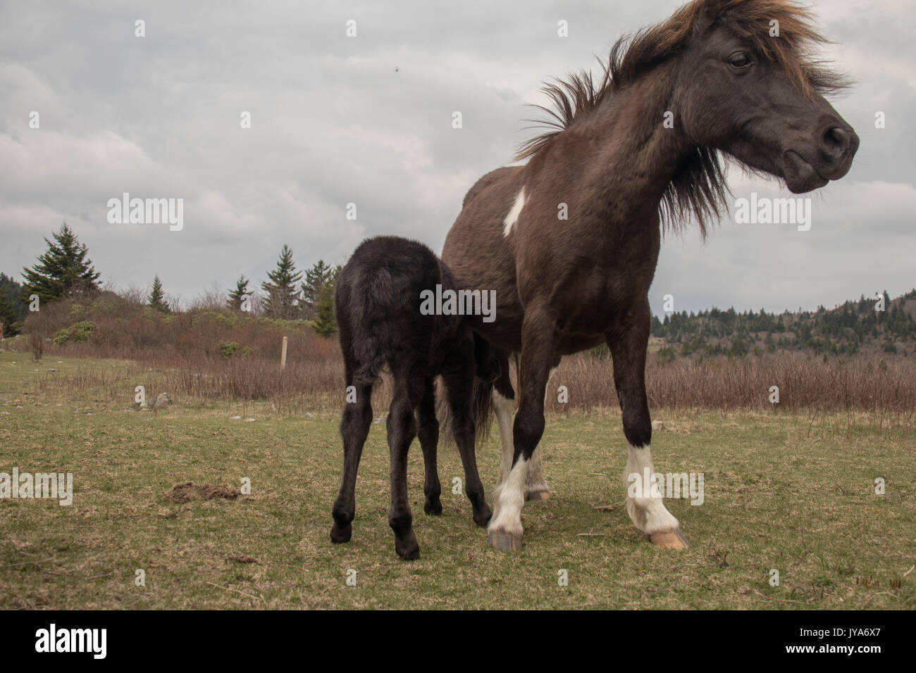 Grayson highlands state park hi-res stock photography and images - Alamy