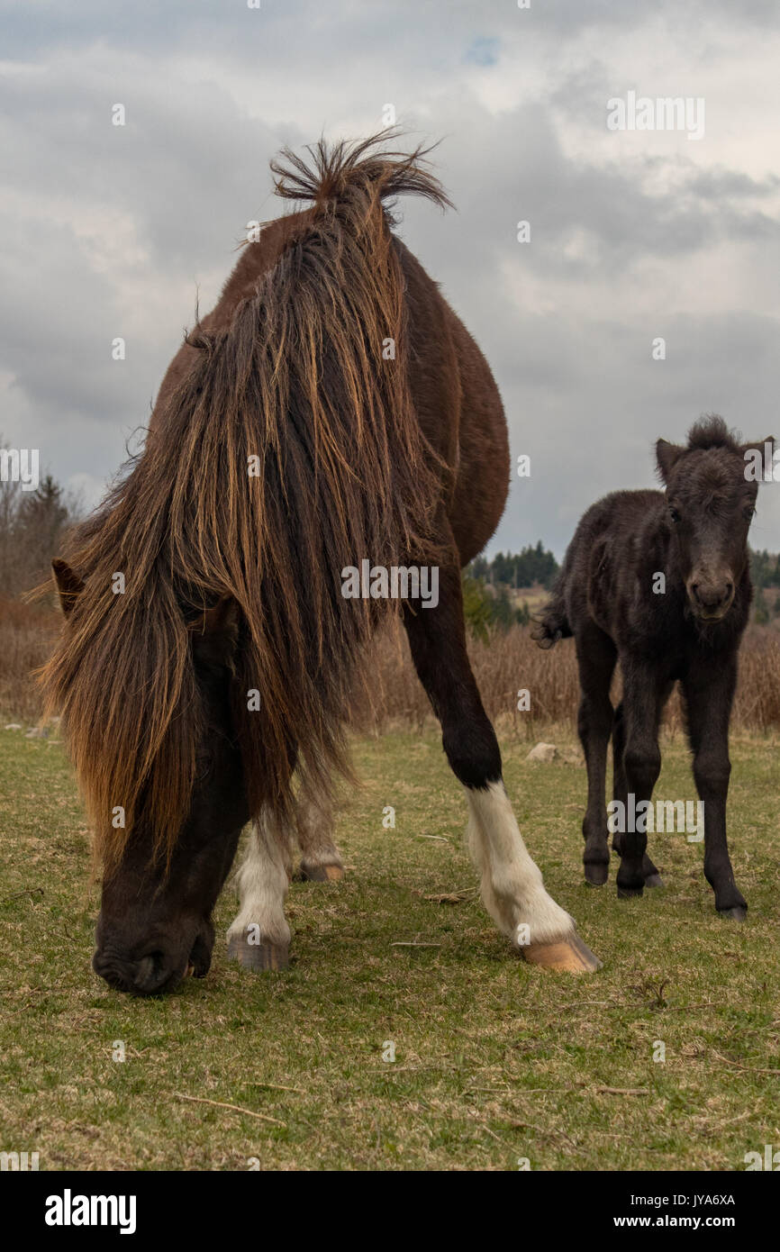 Wild pony and black foal at Grayson Highlands State Park Stock Photo ...