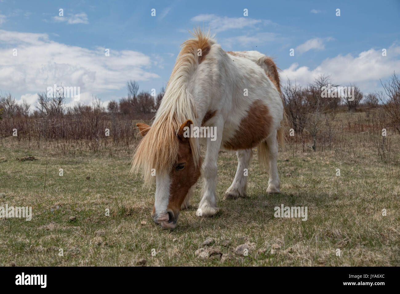 Grazing Wild Pony at Grayson Highlands State Park Stock Photo - Alamy