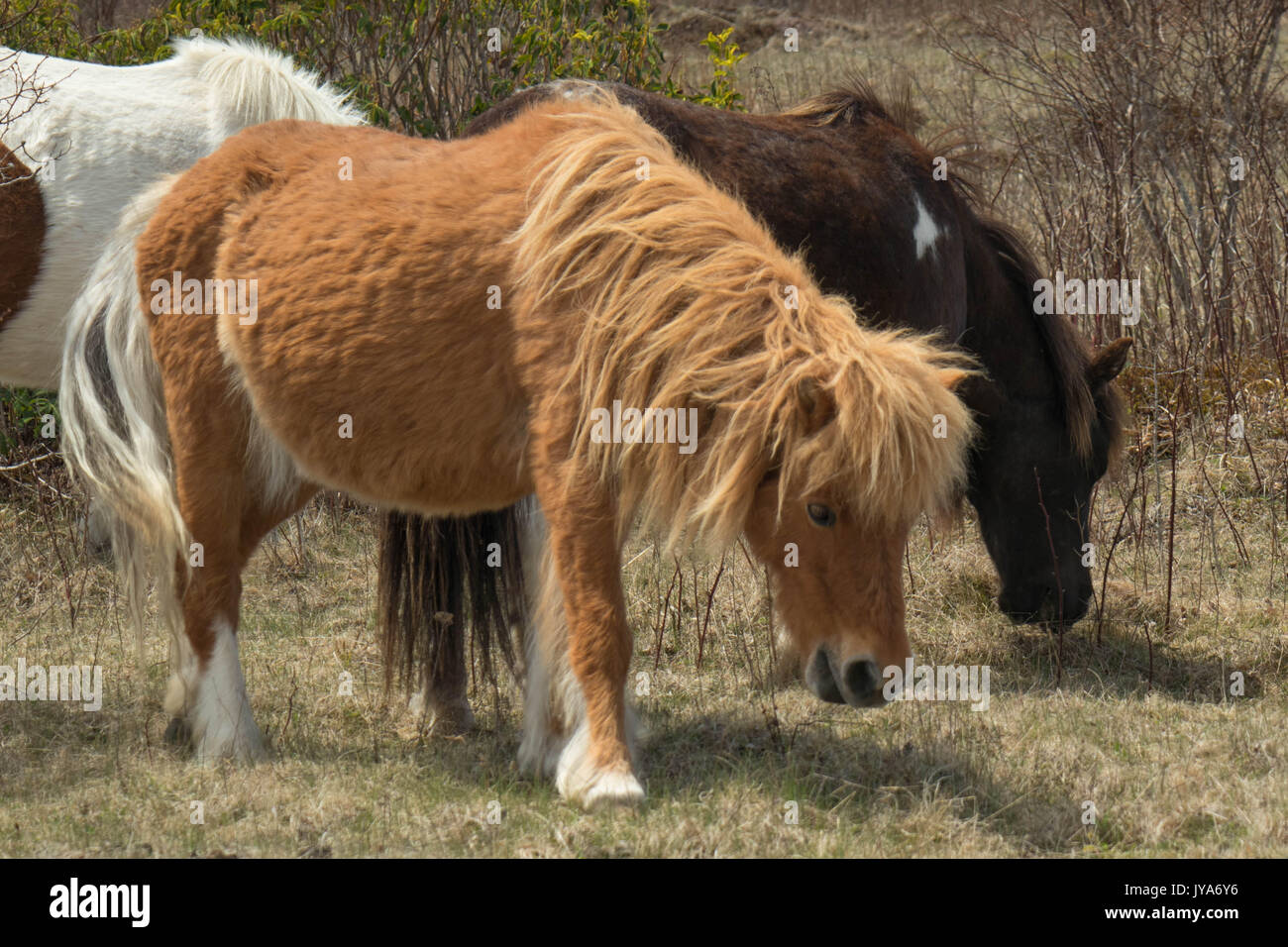 Wild Ponies of Grayson Highlands State Park Stock Photo - Alamy