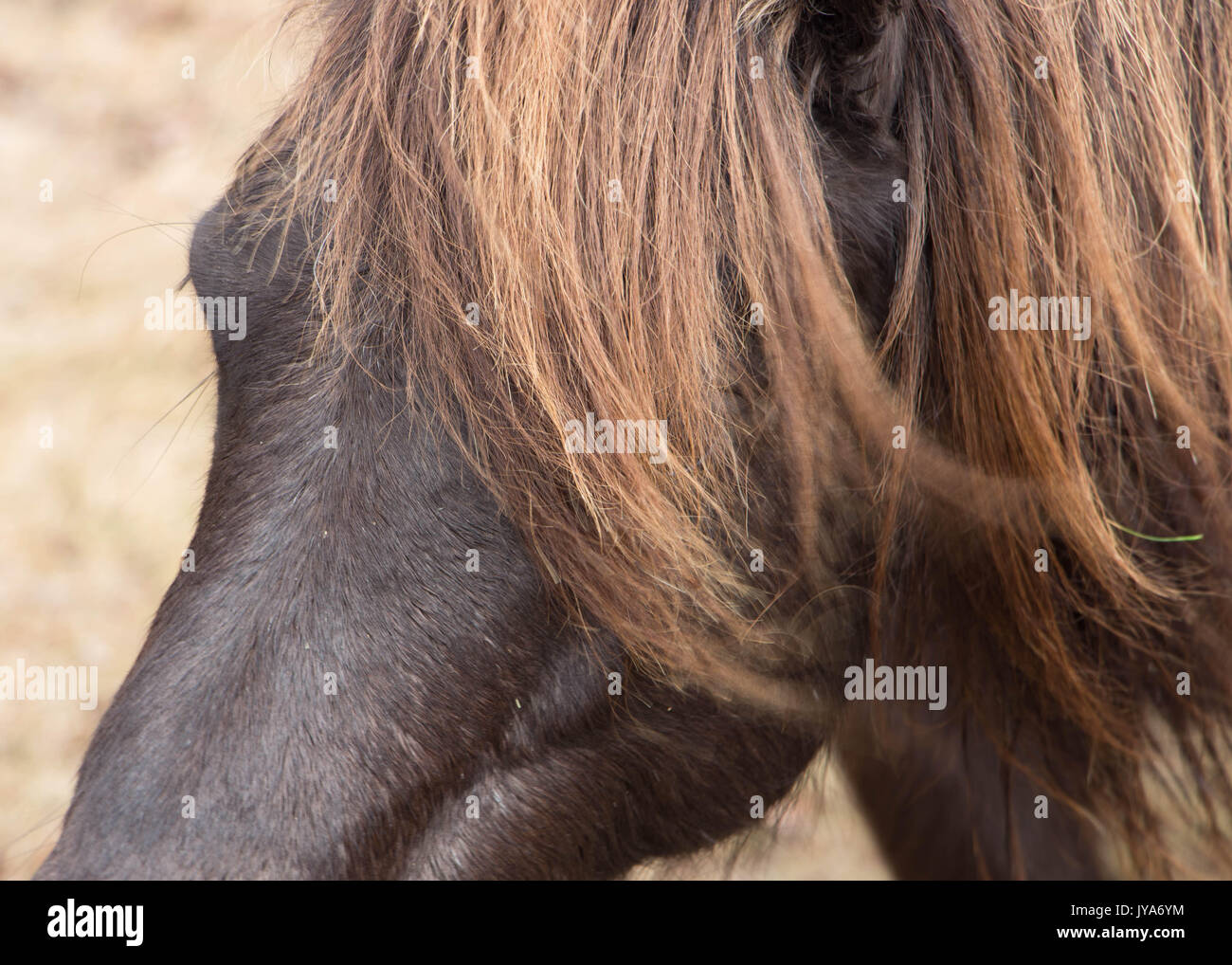 Wild Pony at Grayson Highlands State Park, Close-up Stock Photo - Alamy