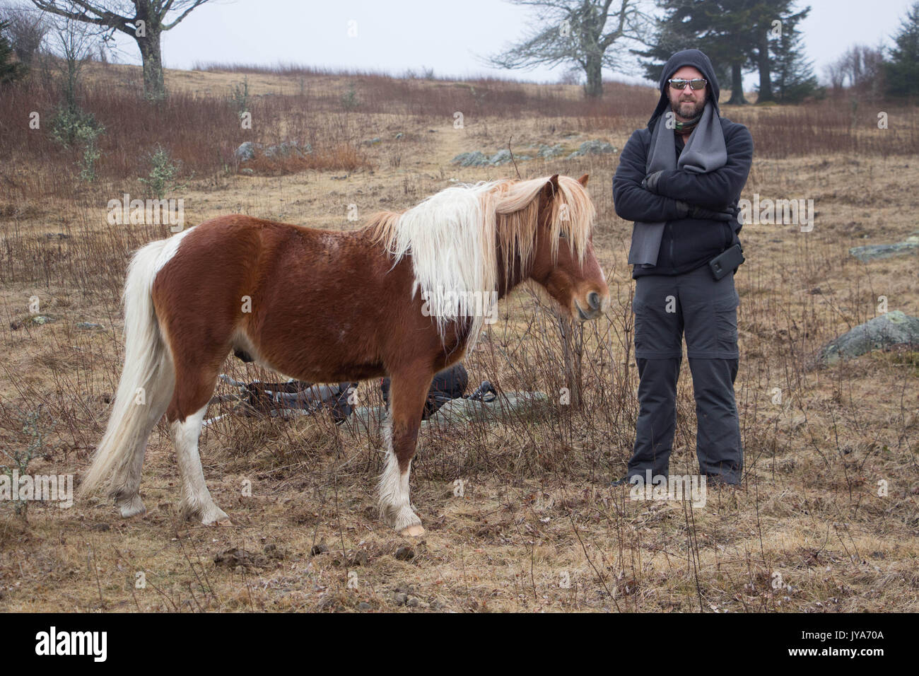Hiker with wild ponies at Grayson Highlands State Park Stock Photo - Alamy