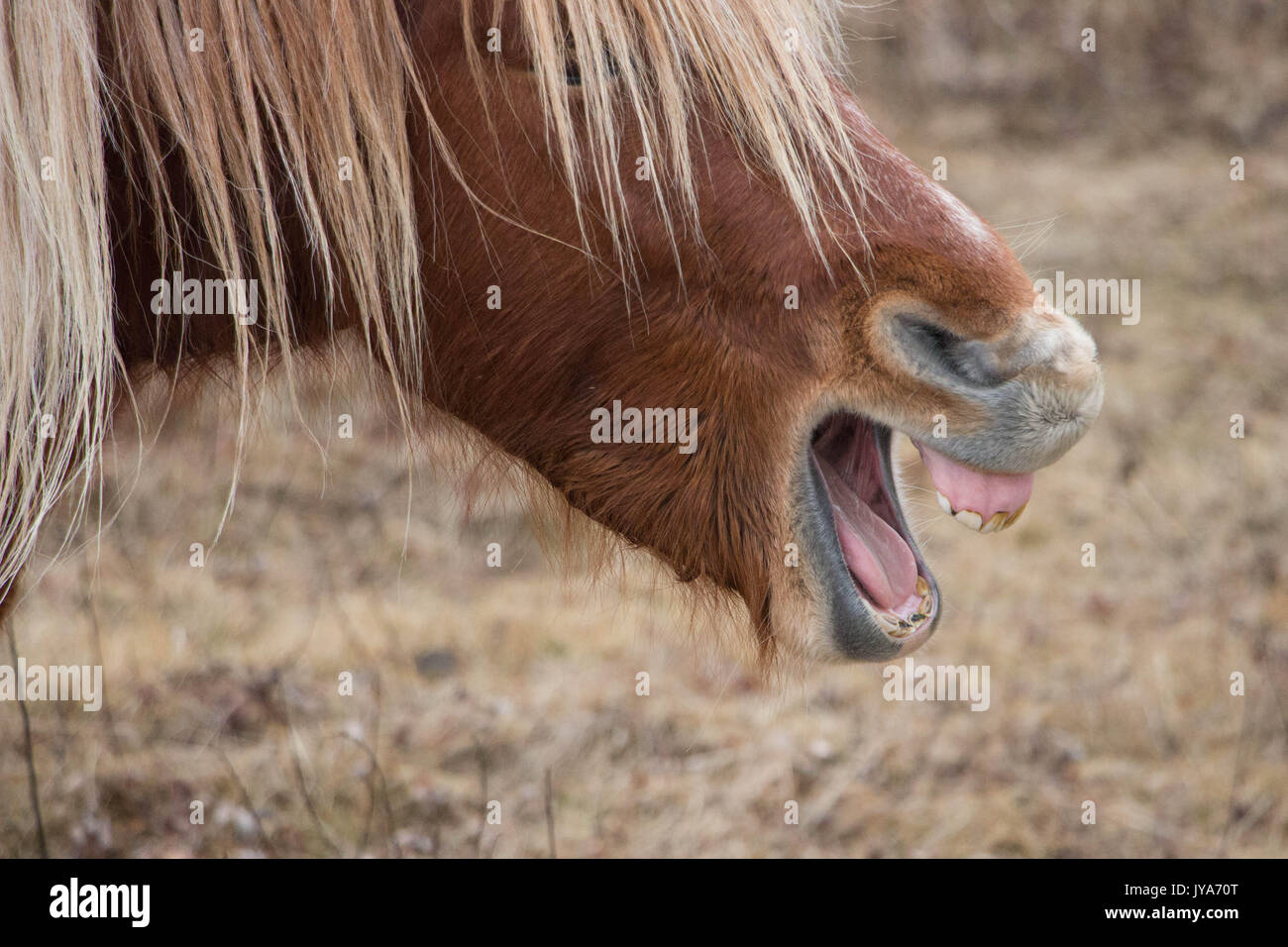 Wild Pony at Grayson Highlands State Park, Close-up Stock Photo - Alamy