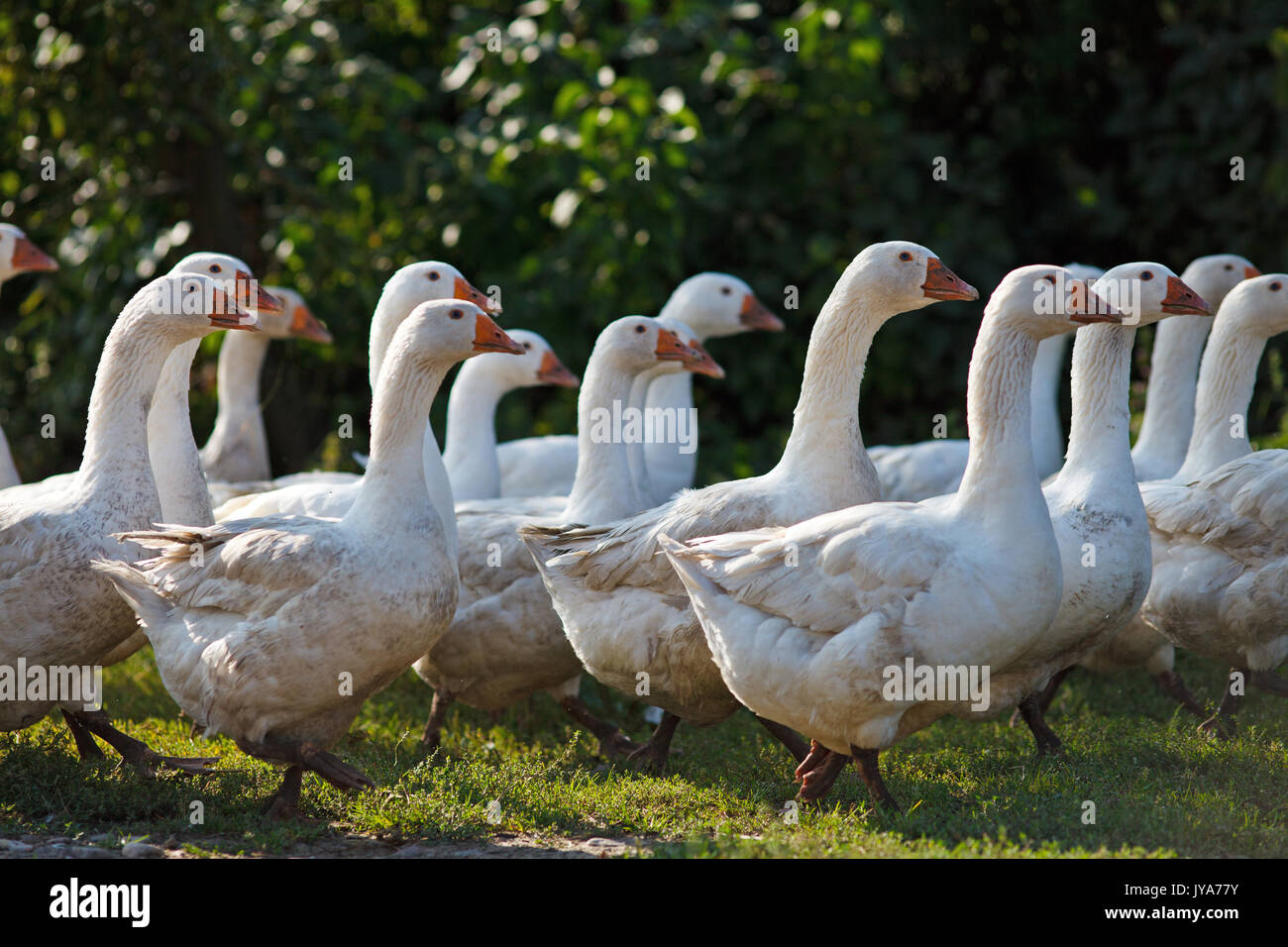 Gaggle hi-res stock photography and images - Alamy