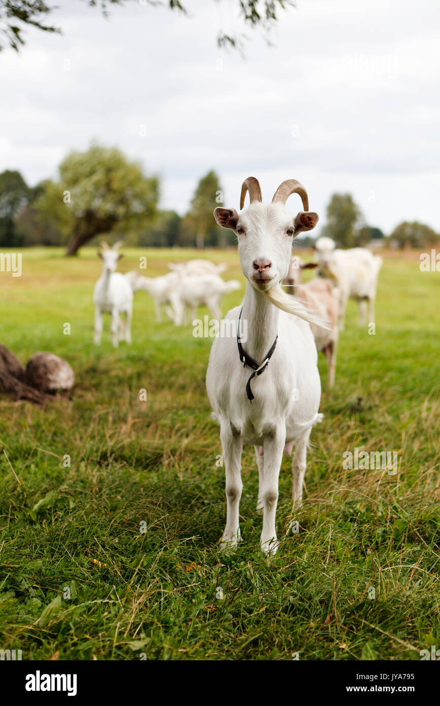 Goats pasture hi-res stock photography and images - Alamy