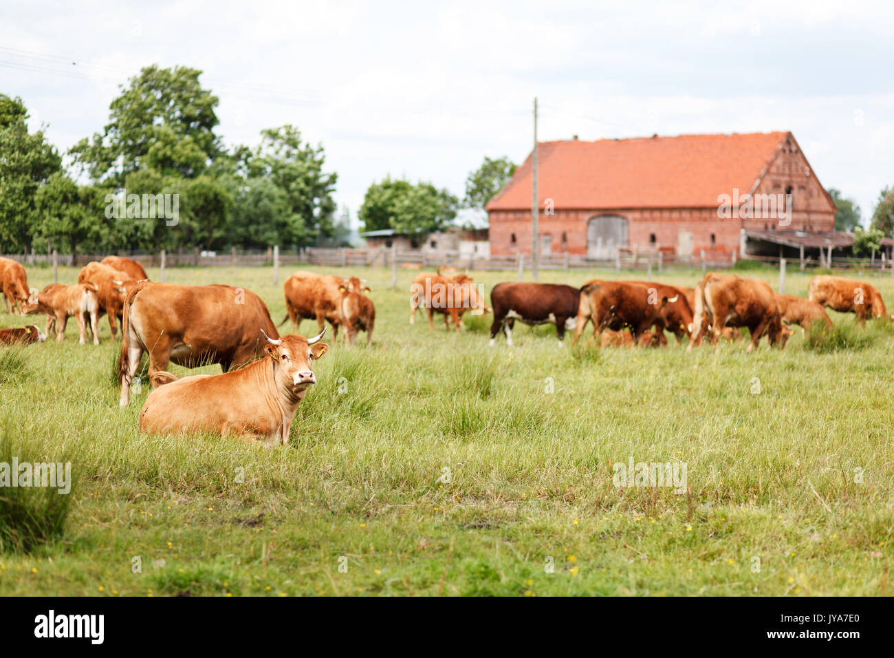A herd of brown simmental cows grazing on a pasture against barn Stock ...