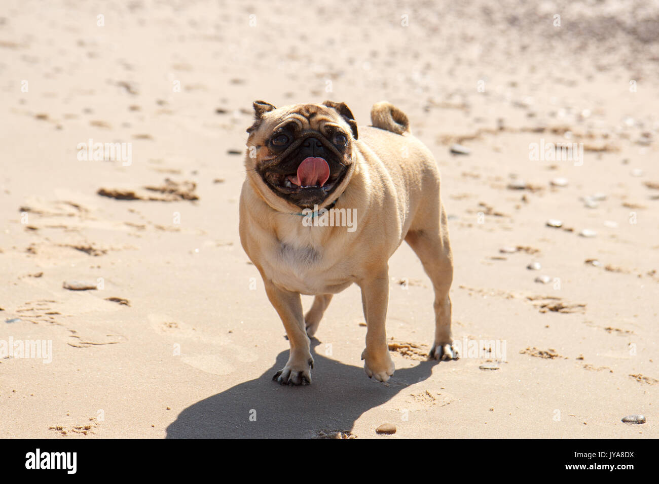 Pug at beach hi-res stock photography and images - Alamy