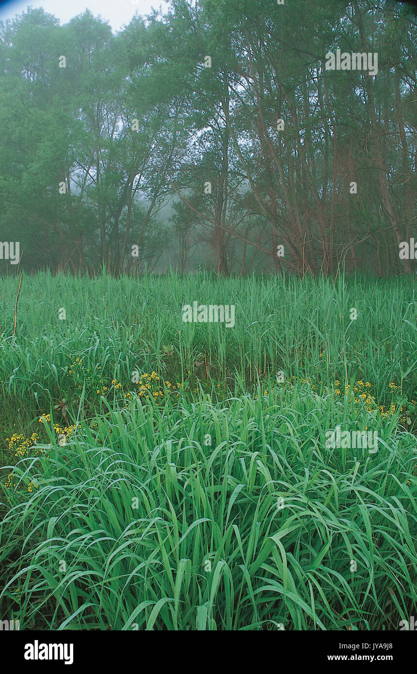 Wet humid lowland hi-res stock photography and images - Alamy