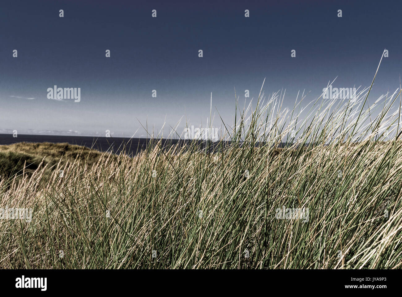 Sand Dunes Grass Stock Photo - Alamy