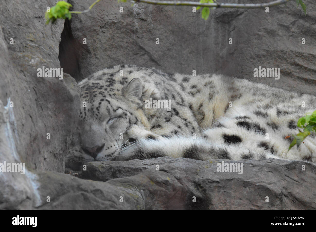 Snow leopard sleeping on a rock Stock Photo - Alamy