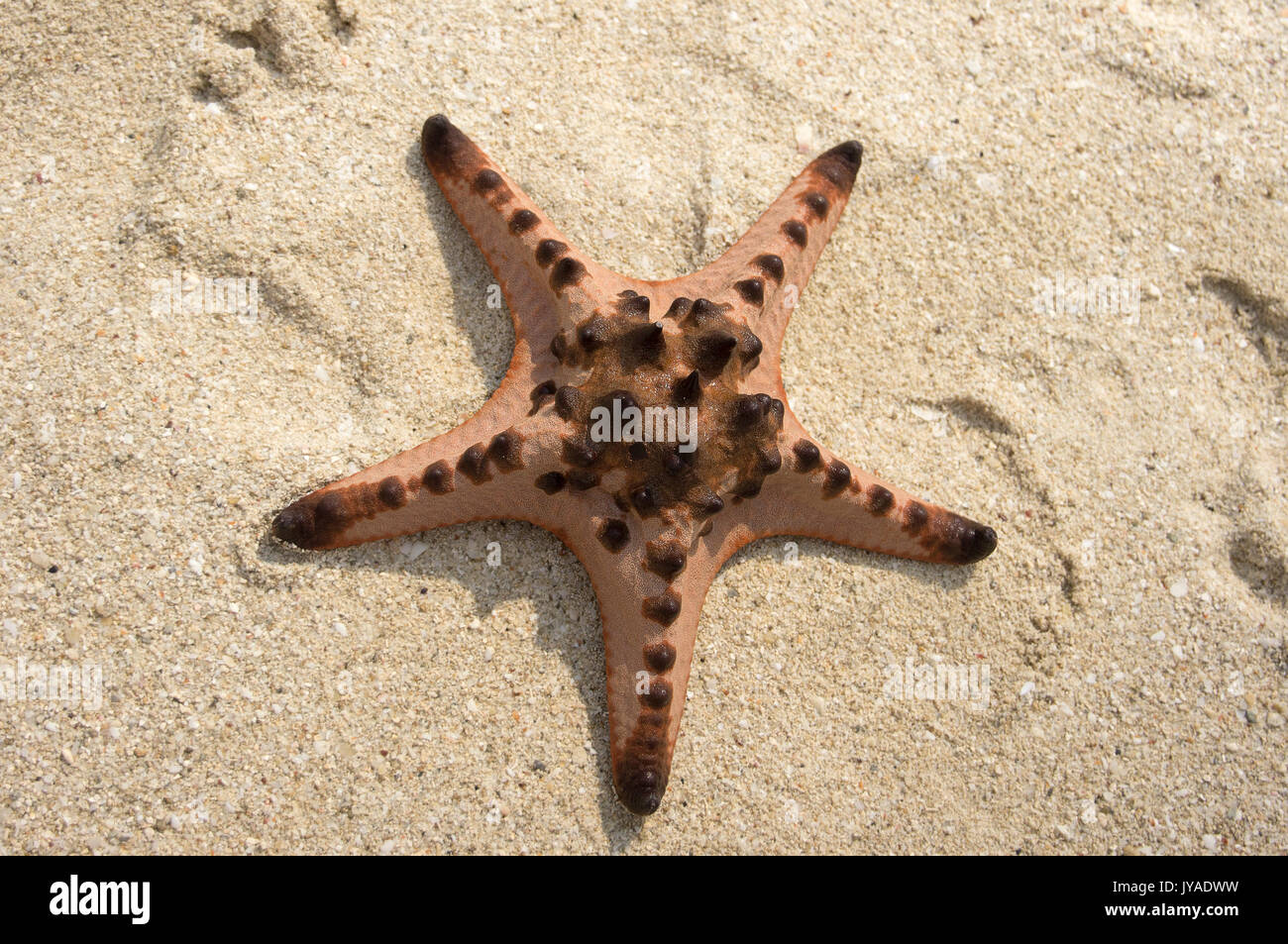 Tropical fish caribbean white sand hi-res stock photography and images ...