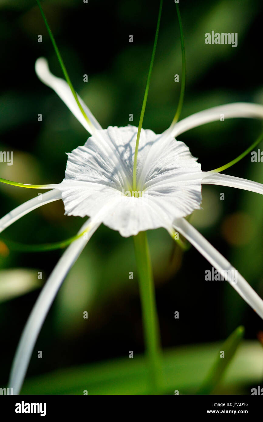 Round white flower hi-res stock photography and images - Alamy