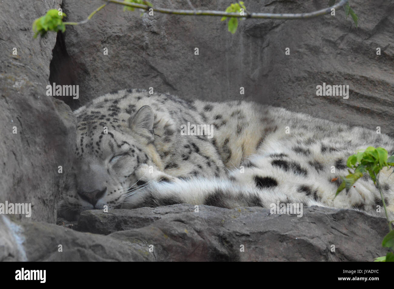 Snow leopard sleeping on a rock Stock Photo - Alamy