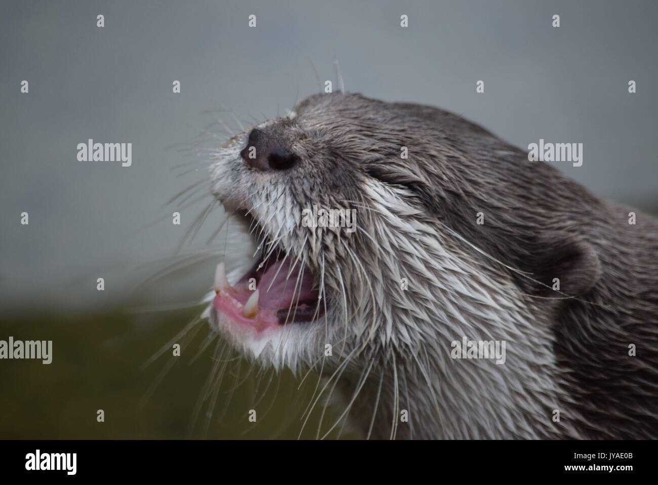 Nature animals otter hi-res stock photography and images - Alamy