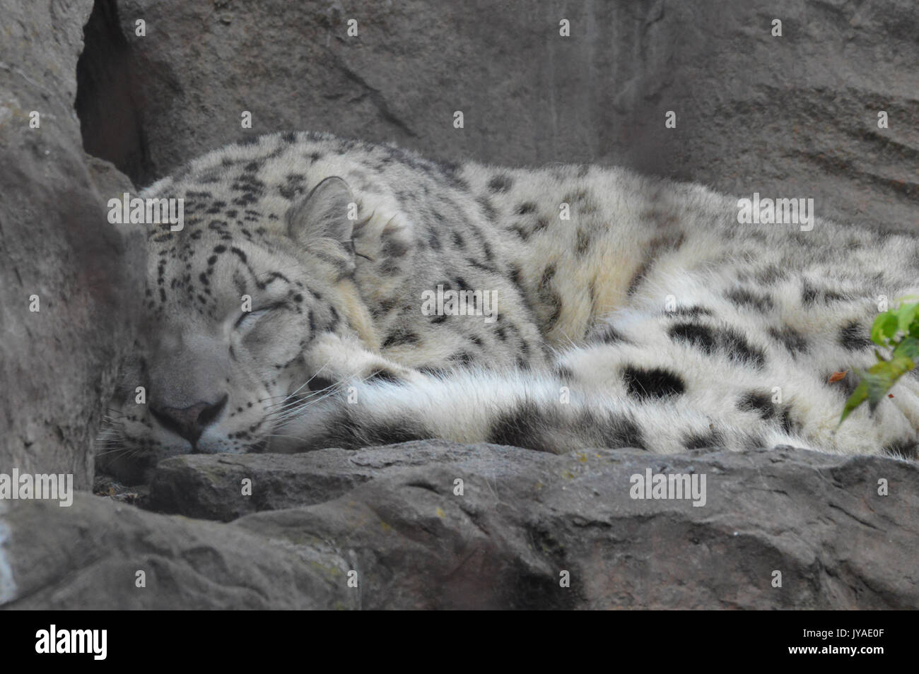 Snow leopard sleeping on a rock Stock Photo - Alamy