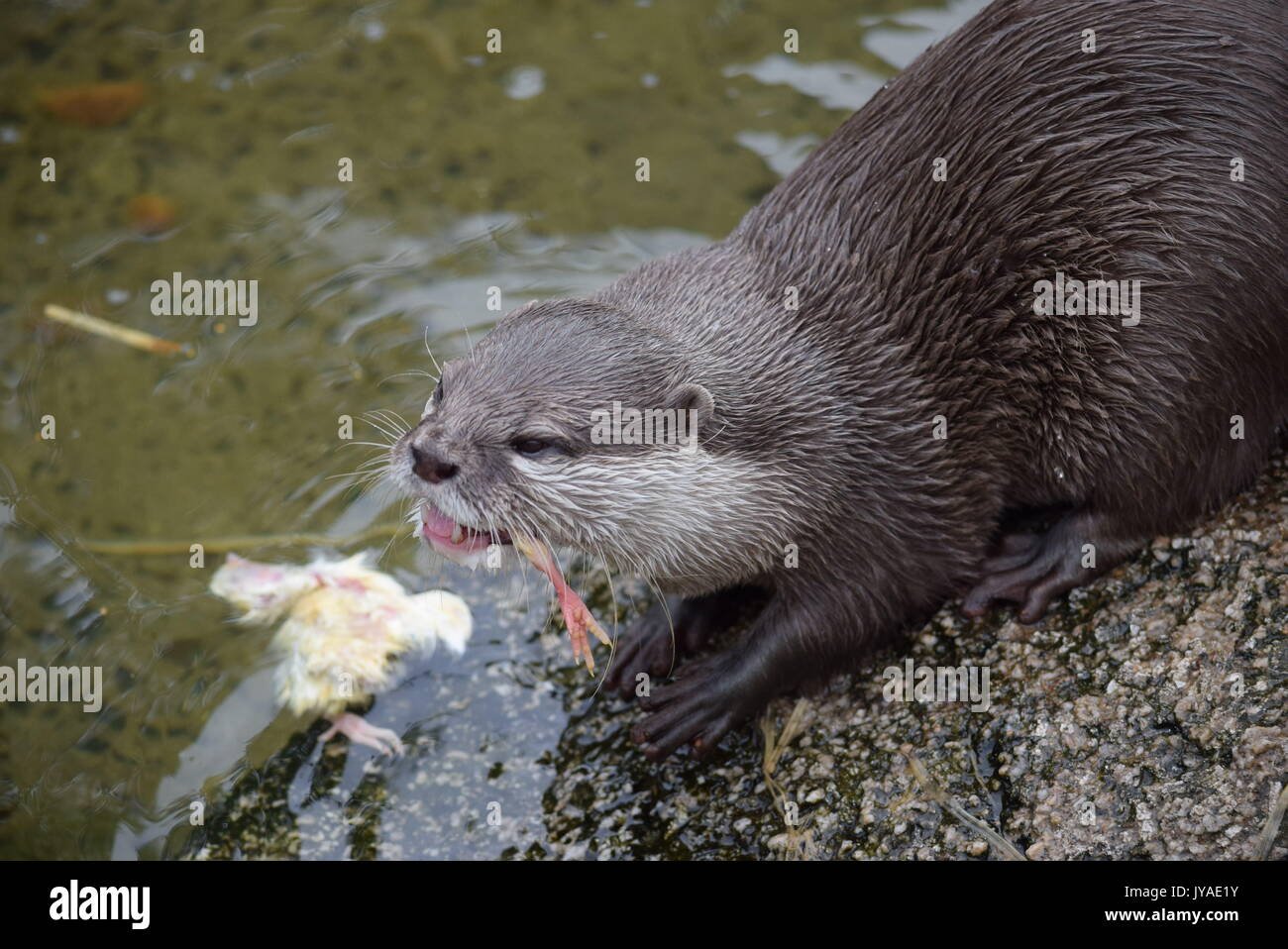 Nature animals otter hi-res stock photography and images - Alamy