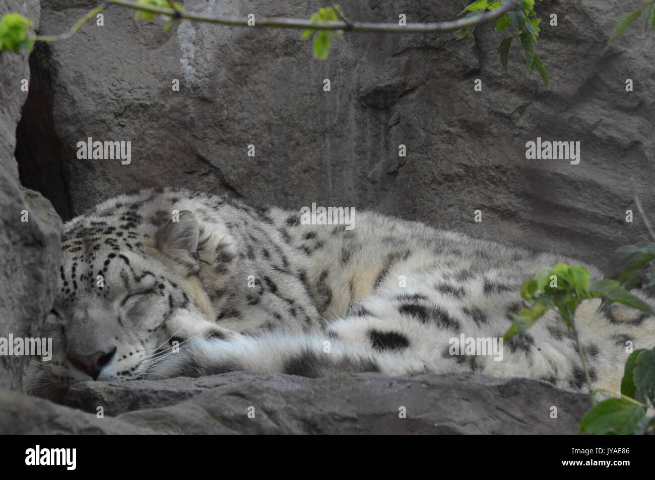 Snow leopard sleeping on a rock Stock Photo - Alamy