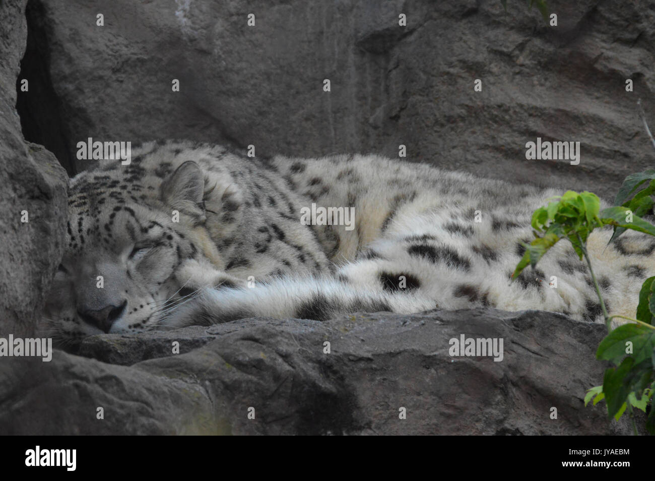 Snow leopard sleeping on a rock Stock Photo - Alamy