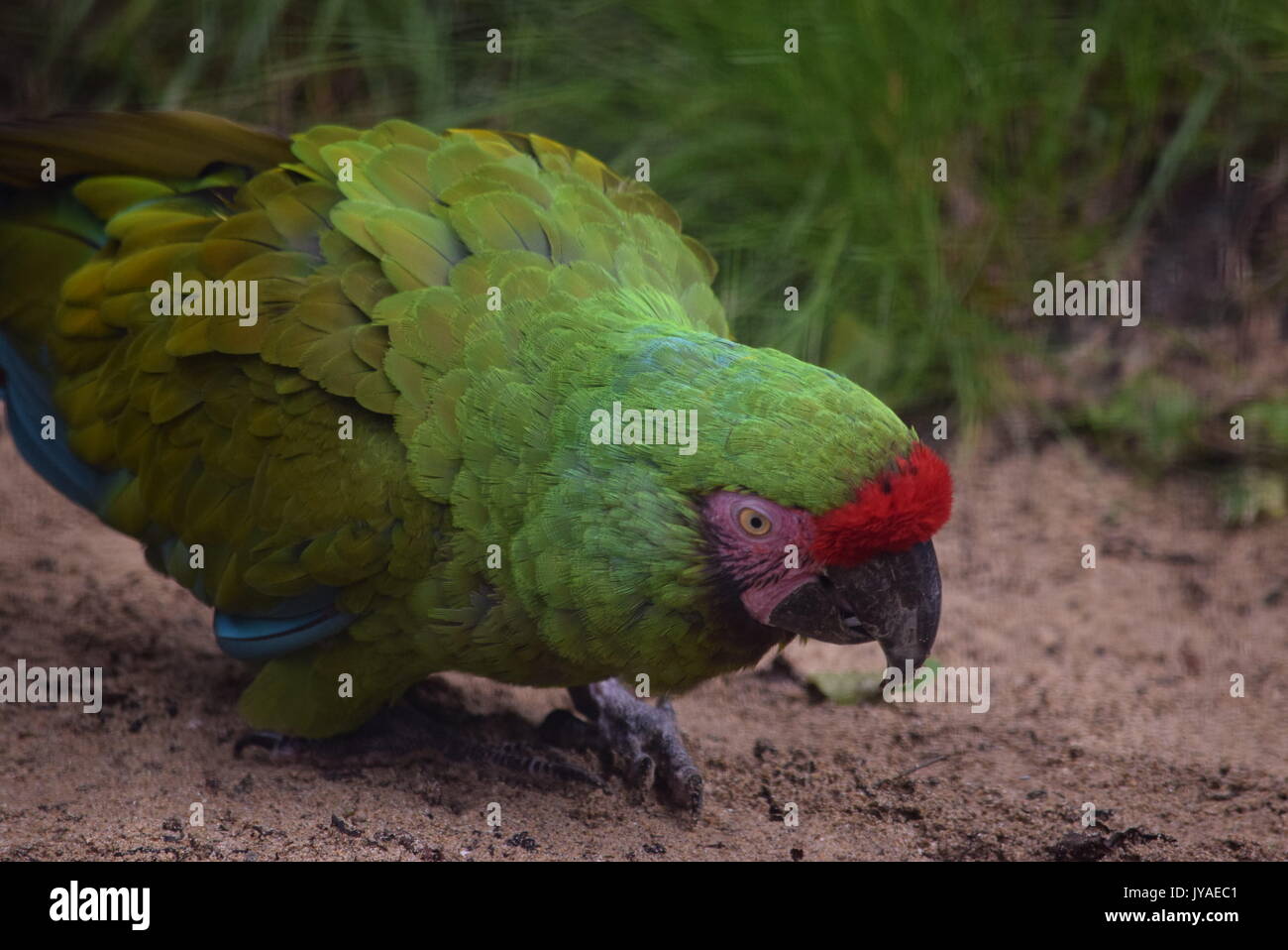 Bold animals hi-res stock photography and images - Alamy