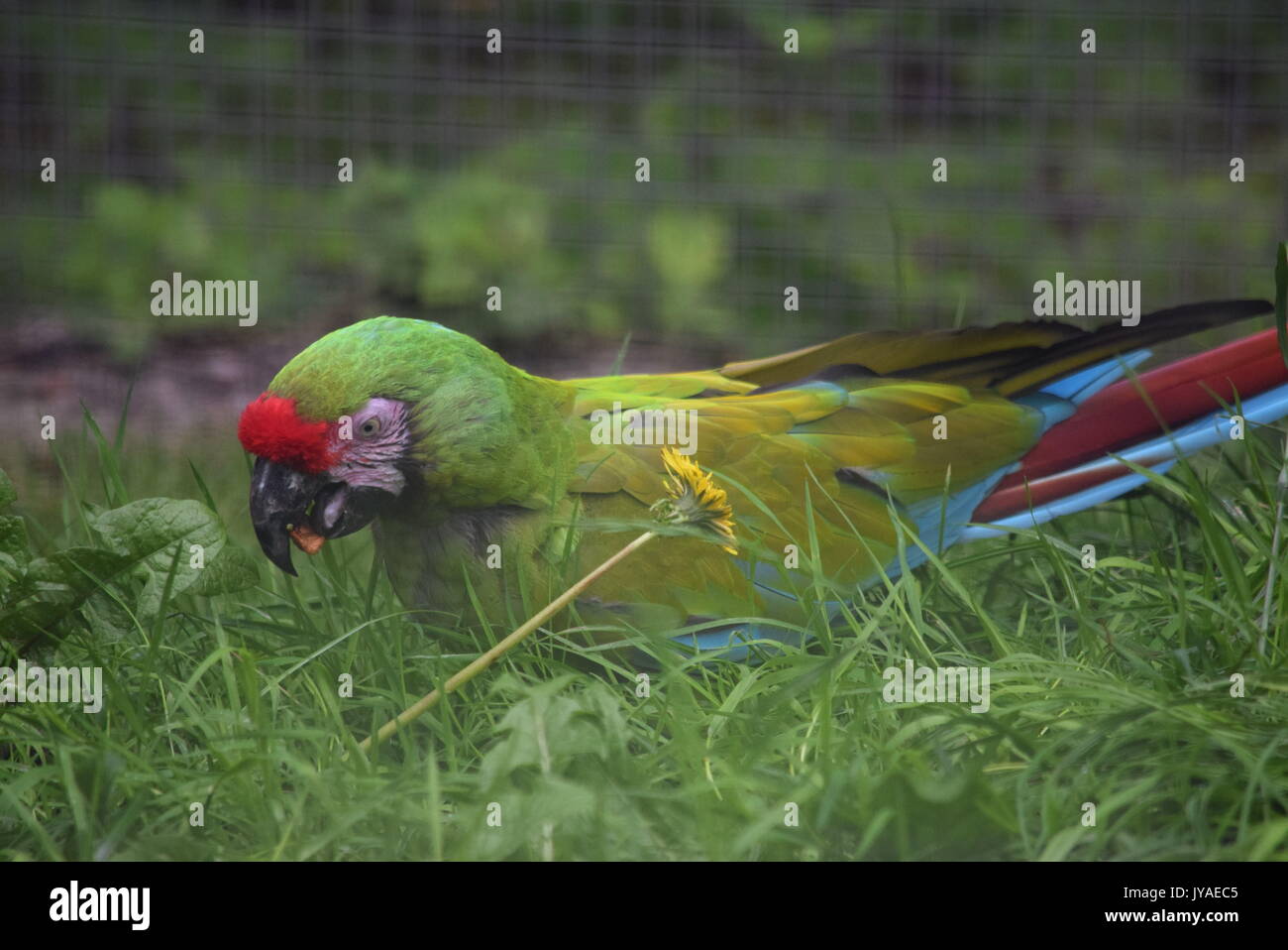 Bold animals hi-res stock photography and images - Alamy