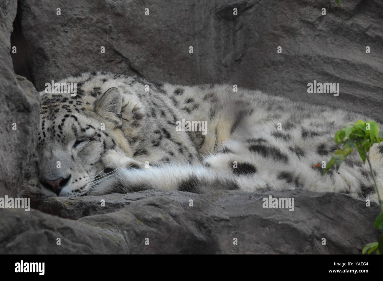 Snow leopard sleeping on a rock Stock Photo - Alamy
