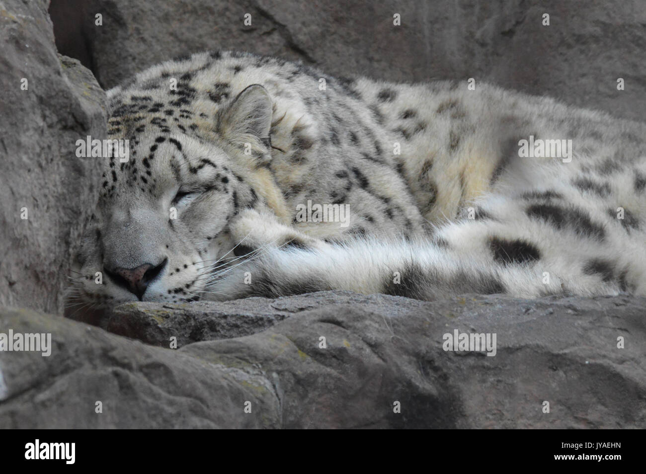 Snow leopard sleeping on a rock Stock Photo - Alamy