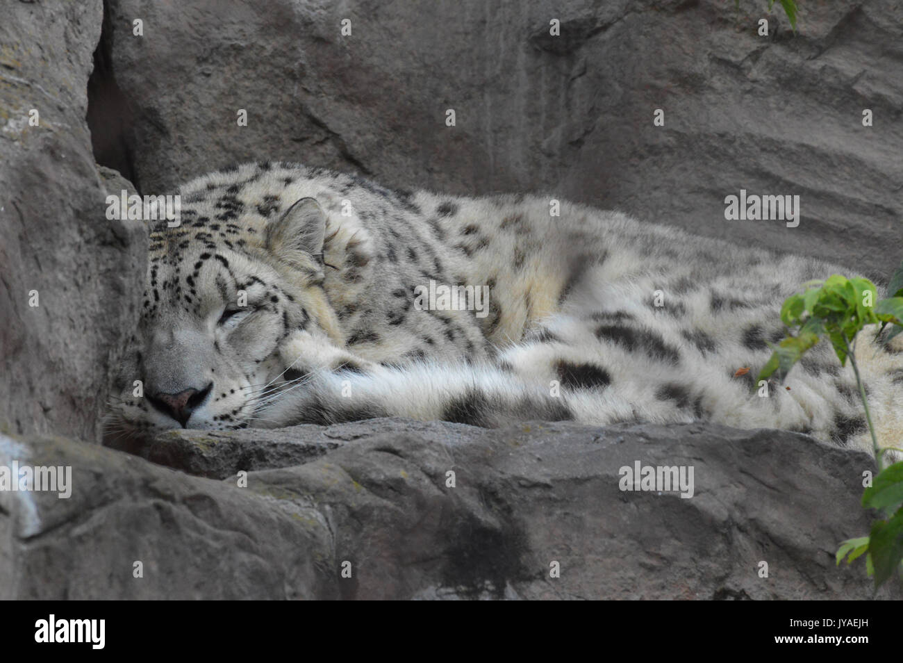 Snow leopard sleeping on a rock Stock Photo - Alamy