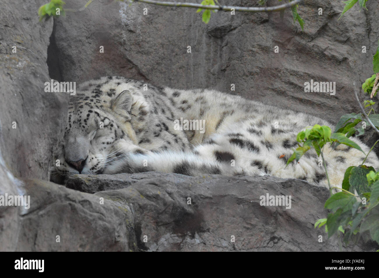 Snow leopard sleeping on a rock Stock Photo - Alamy