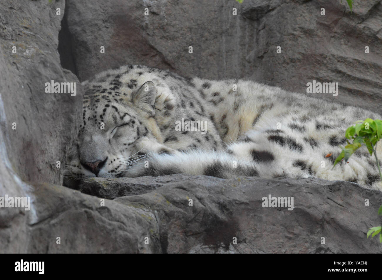 Snow leopard sleeping on a rock Stock Photo - Alamy