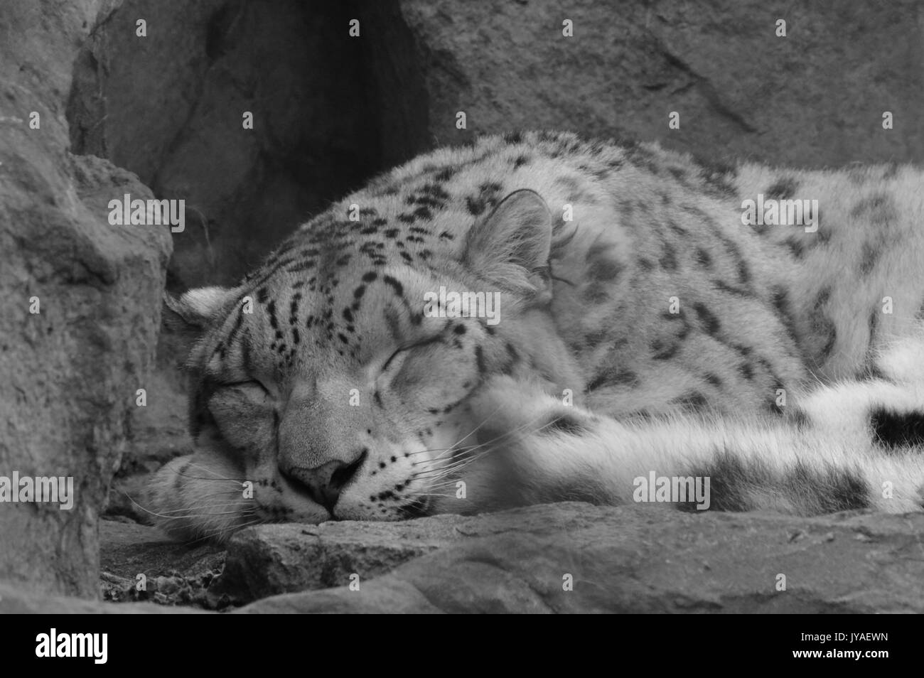 Snow leopard sleeping on a rock Stock Photo - Alamy