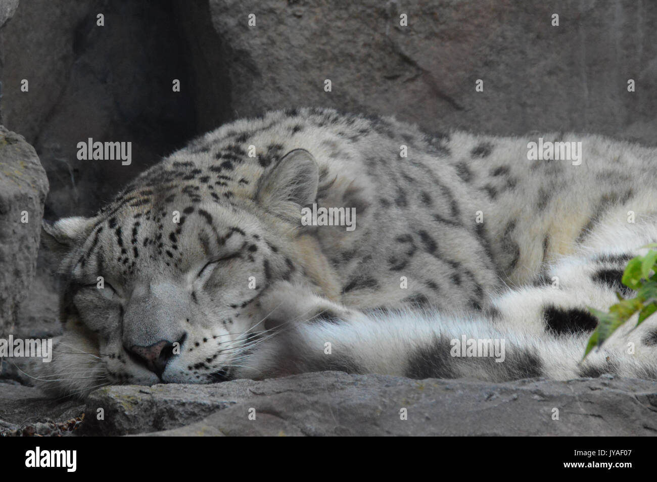 Snow leopard sleeping on a rock Stock Photo - Alamy