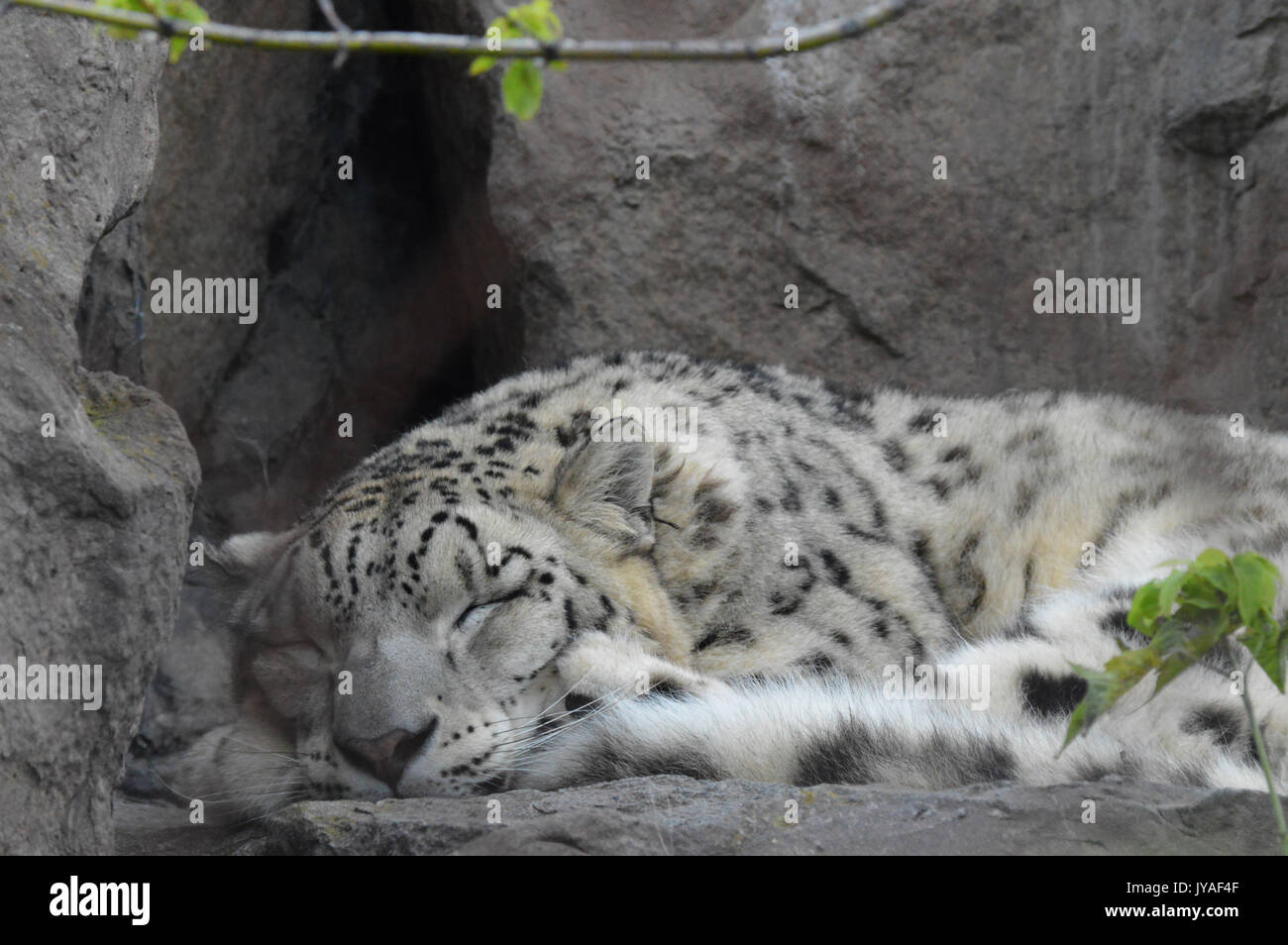 Snow leopard sleeping on a rock Stock Photo - Alamy