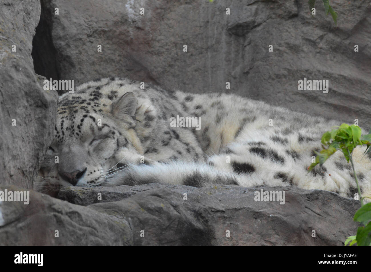 Snow leopard sleeping on a rock Stock Photo - Alamy