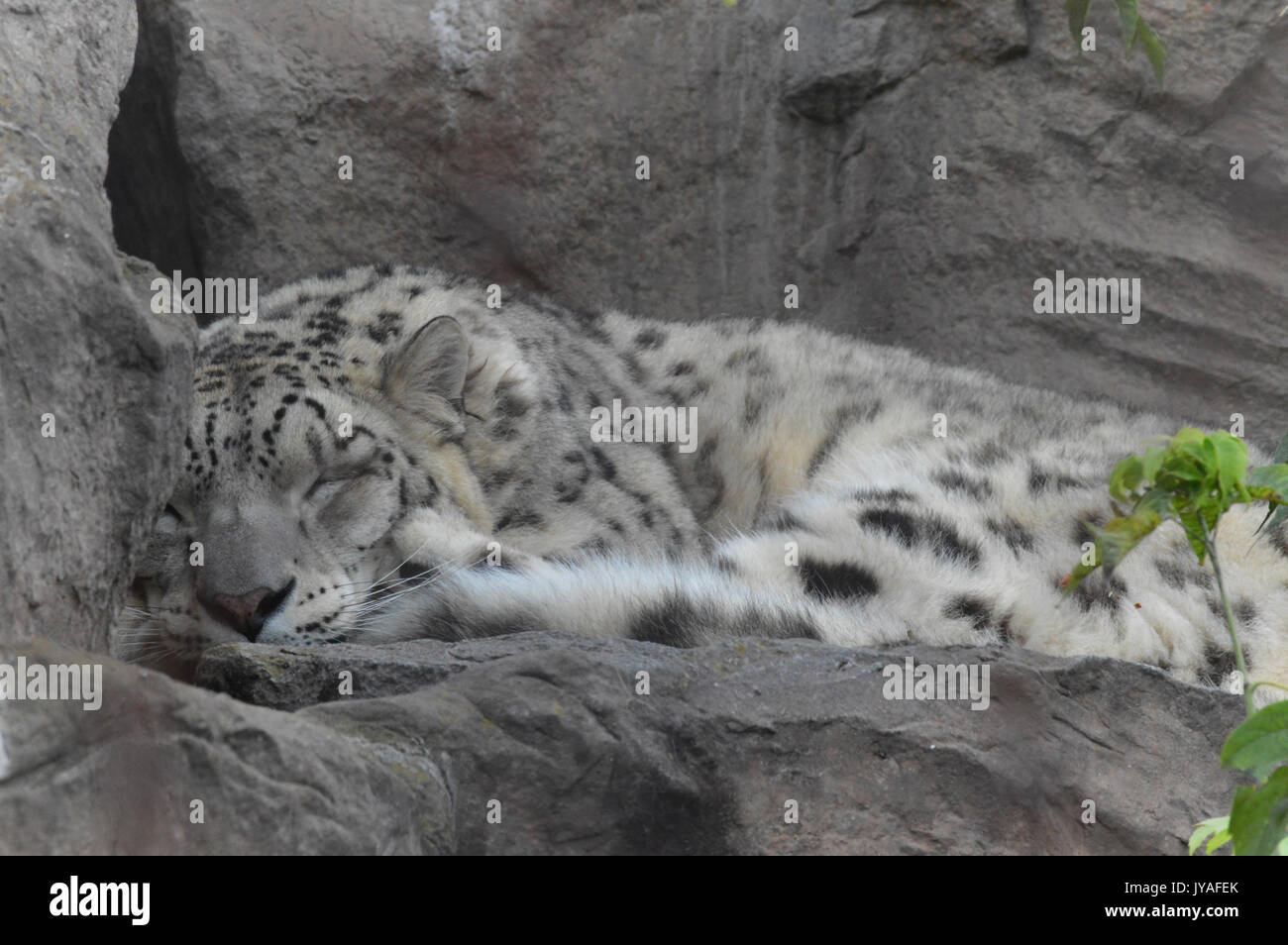 Snow leopard sleeping on a rock Stock Photo - Alamy
