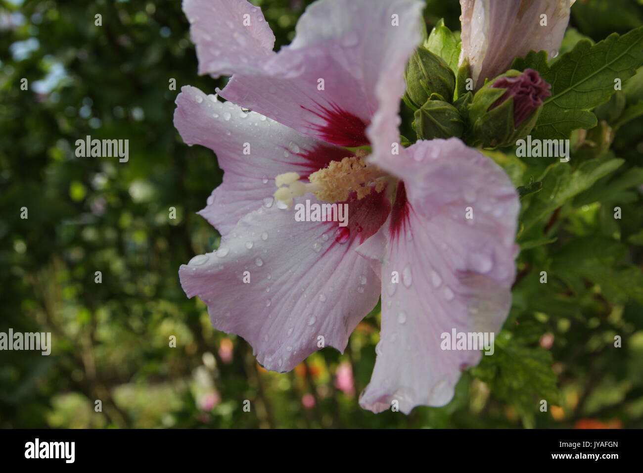 Korean rose flower hi-res stock photography and images - Alamy