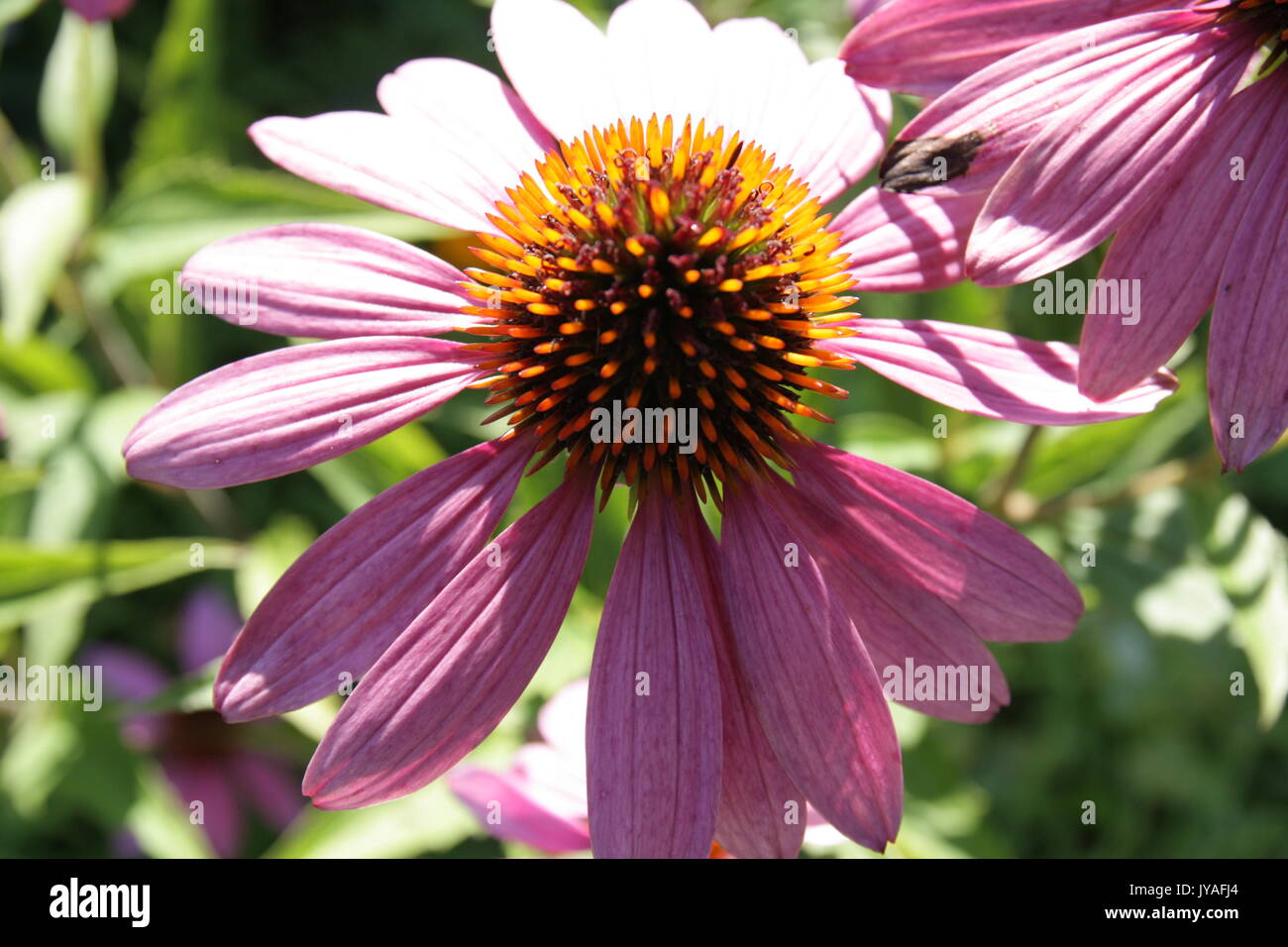 Close up photography of purple Coneflowers , Echinacea purpurea Stock ...